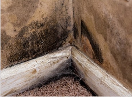 Mold Damage Img | EHS Restoration